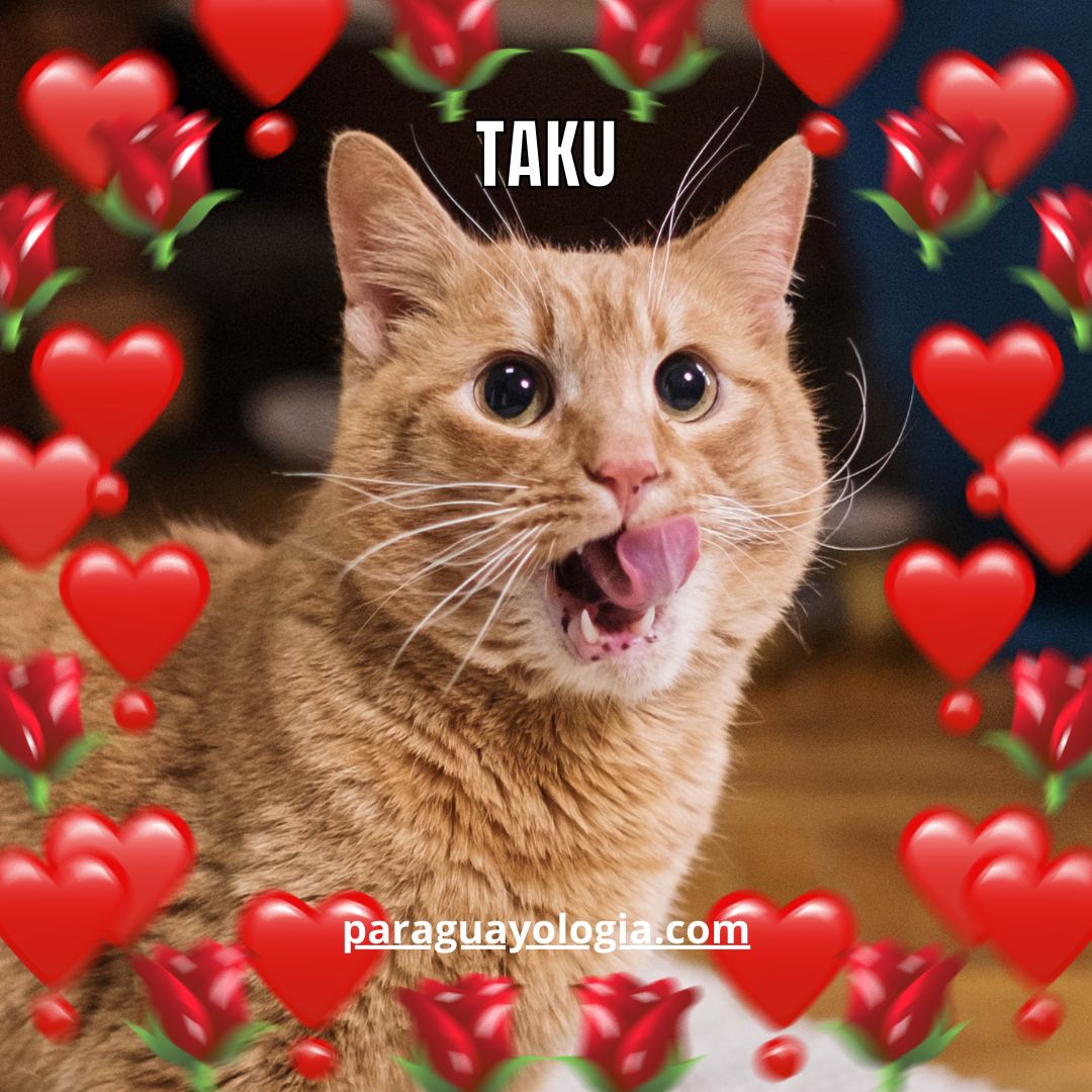 Taku - Paraguayología